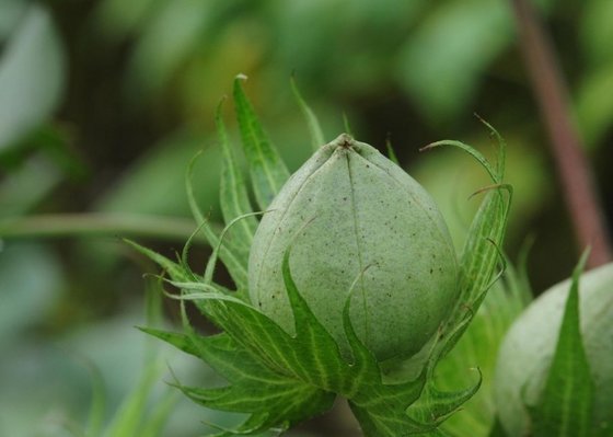 Cotton Seed Extract Organic Herbal Gossypol-Acetica Acid CAS 12542 36 8