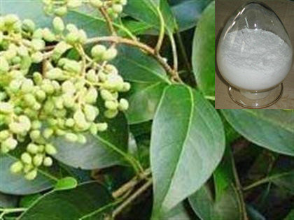 Oleanolic Acid Botanical Powder Anti-Hepatitis Protecting Liver CAS 508 02 1
