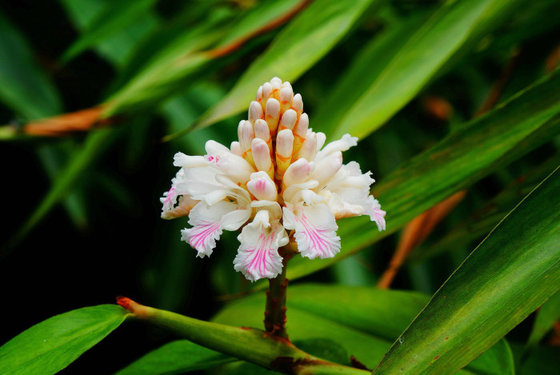 Alpinia Oxyphylla Extract Powdered Herbal Extracts Pure Nature
