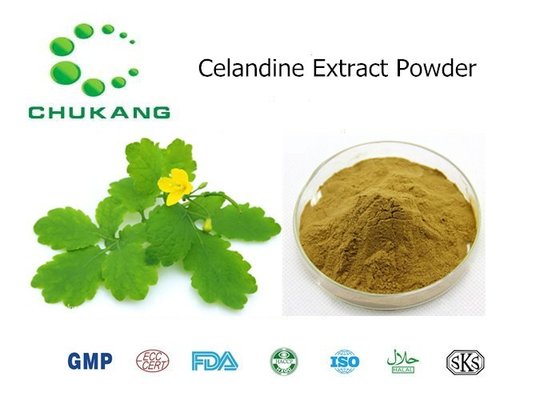 Celandine Extract Powdered Herbal Extracts Chelidonium Majus L.