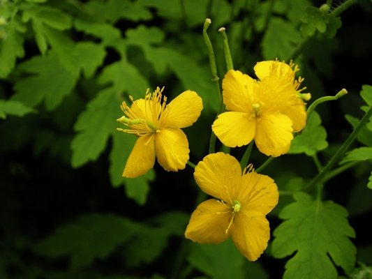 Celandine Extract Powdered Herbal Extracts Chelidonium Majus L.