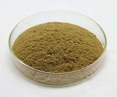 Celandine Extract Powdered Herbal Extracts Chelidonium Majus L.