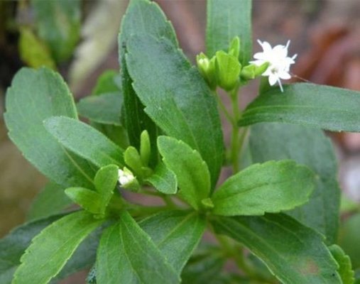Stevia Extract Stevioside Plant Extract Powder CAS 471 80 7 Herbal Ingredients