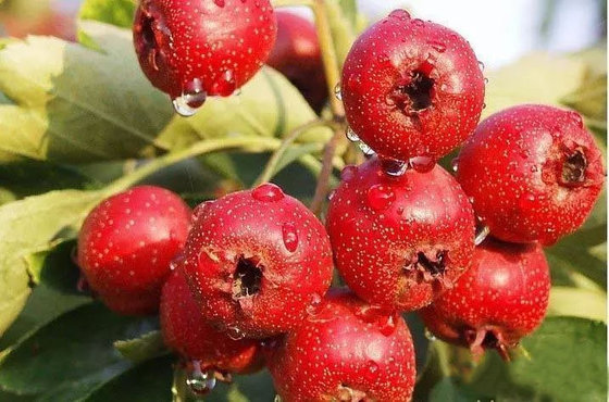 Food Ingredients Hawthorn Berry Extract Crataegus Pinnatifida Bunge