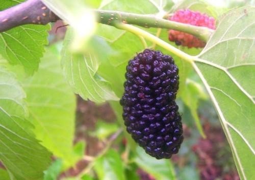 Mulberry Extract Powdered Herbal Extracts  Fructus Mori Hypotensive Effect