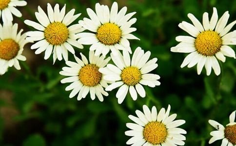 Wild Chrysanthemum Plant Extract Powder Dendranthema indicum 