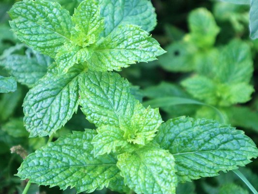 Peppermint Plant Extract Powder Menthol Mentha piperita L. CAS 89 78 1 
