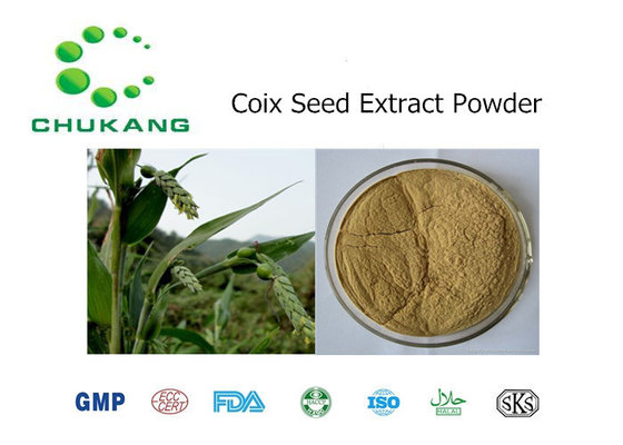 Coix Seed Extract Powdered Herbal Extracts Strengthening Immune System