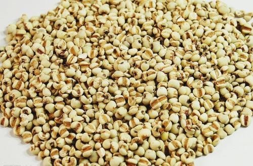 Coix Seed Extract Powdered Herbal Extracts Strengthening Immune System