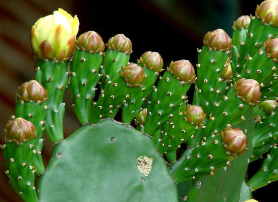 Cactus Extract Promoting Blood Circulation And Lowering Blood Pressure