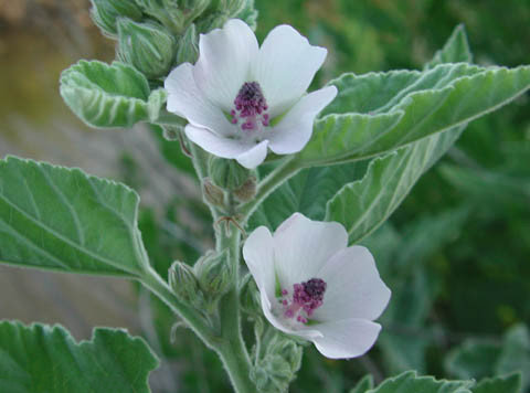 Pure Nature Marshmallow Leaves Extract Althaea Officinalis Leaves Extract