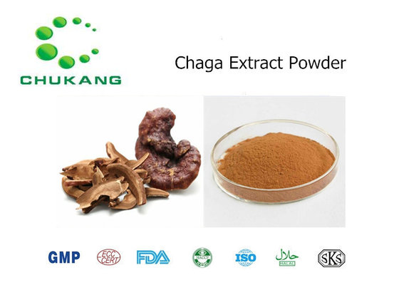 Inonotus Obliquus Plant Extract Powder Polysaccharides; Triterpenes High Purity Powder