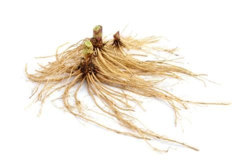 Valerian Root Plant Extract Powder Valeric Acid CAS 3569 10 6