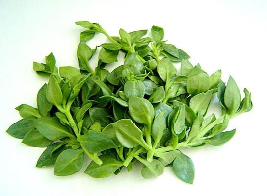 Andrographis Paniculata Plant Extract Powder Andrographolide CAS 5508 58 7