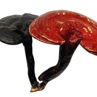 Ganoderma Plant Extract Powder Polysaccharide Triterpenoids Herbal Ingredients