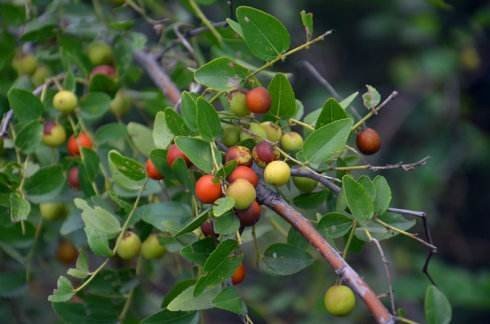 Wild Jujube Plant Extract Powder Jujubosides Powder CAS 55466 04 1
