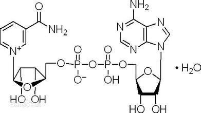 Nicotinamide  Cure Catarrh And Ulcer Niacinamide CAS 98 92 0  Combining With Other Medicines