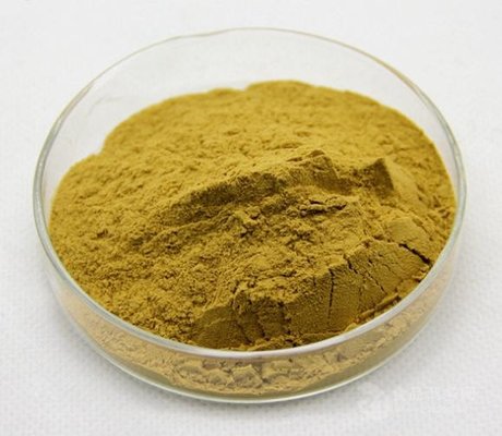 Sweet Tea Plant Extract Powder Rubus Suavissimus S. Lee CAS 64849 39 4