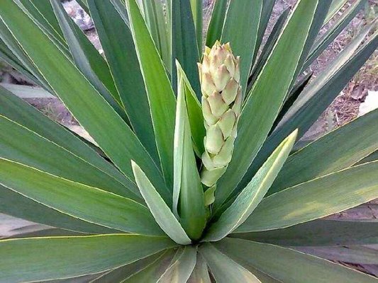 Yucca Saponins Plant Extract Powder CAS 126 19 2 Yucca Schidigera Food Ingredients