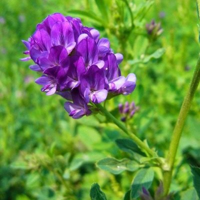 Alfalfa Powdered Herbal Extract Medicago Sativa Natural Herb Powder