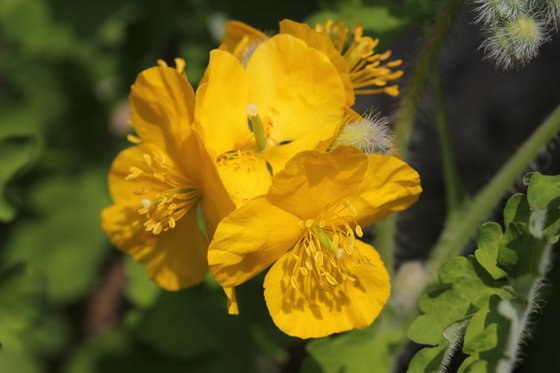 Celandine Powdered Herbal Extract Chelidonium Majus Natural Herb Powder