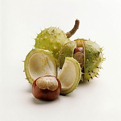 Horse Chestnut Powdered Herbal Extracts Aesculus Chinensis Bunge Organic Herbal Powder