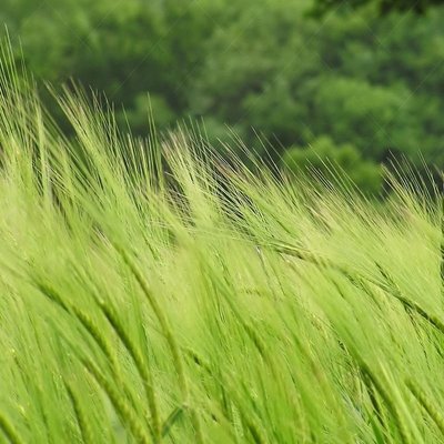 Barley Grass Powdered Herbal Extracts Hordeum Vulgare L High Purity Powder