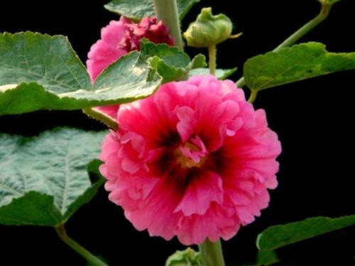 Althaea Rosea Extract Powdered Herbal Extracts ratio 5:1 10:1