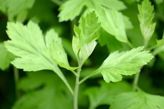 TLC Tested Powdered Herbal Extracts Artemisia Argyi Extract With Hemostatic Effect