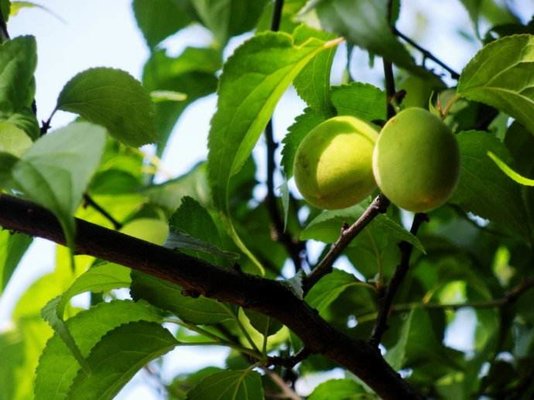 Greengage Extract Fruit Juice Powder AntiMicrobial And Inhibition Of Pathogenic Bacteria