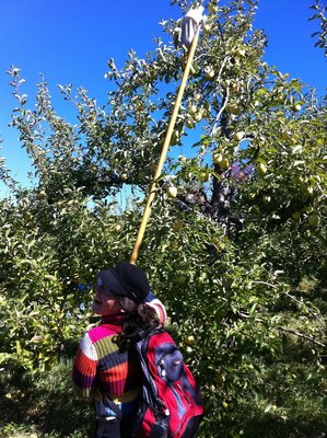 Customization Carbone 15M Telescopic Pole Fruit Plucker