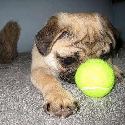 1.5inch mini colored pet toy tennis ball with custom logo printed