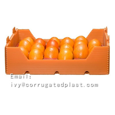 PP Fruit and Vegetable Box/ Recyclable Collapsible Coroplast Box for fruits and vegetables packing
