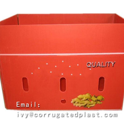 PP Fruit and Vegetable Box/ Recyclable Collapsible Coroplast Box for fruits and vegetables packing