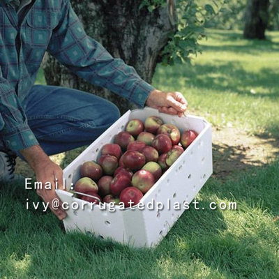 PP Fruit and Vegetable Box/ Recyclable Collapsible Coroplast Box for fruits and vegetables packing