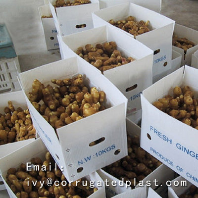 PP Fruit and Vegetable Box/ Recyclable Collapsible Coroplast Box for fruits and vegetables packing