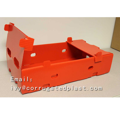 Plastic PP Corrugated Boxes for Fruit and Vegetable