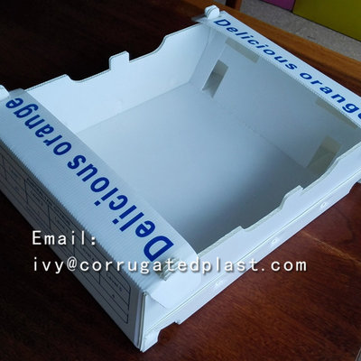 PP Polypropylene Fruit and Vegetable Packing Box with Printing
