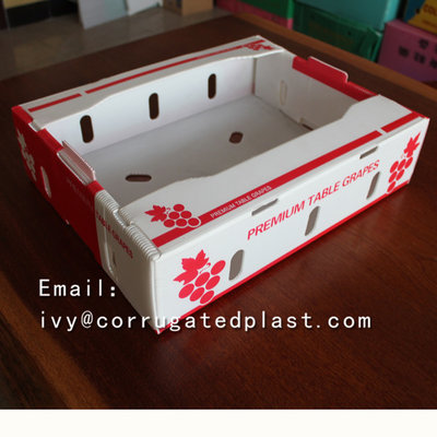 PP Polypropylene Fruit and Vegetable Packing Box with Printing
