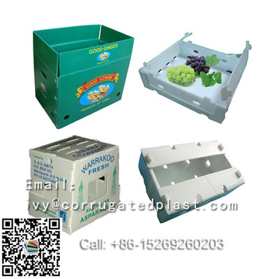 Risen best price diverse pattern plastic vegetable boxes,gift boxes,fresh mushroom packing box
