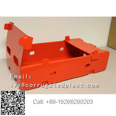 Risen best price diverse pattern plastic vegetable boxes,gift boxes,fresh mushroom packing box