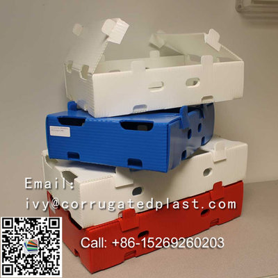 Risen best price diverse pattern plastic vegetable boxes,gift boxes,fresh mushroom packing box