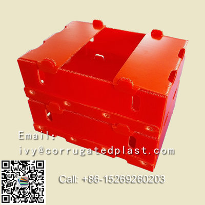 Pp Plastic Corrugated Fruit /Vegetable Packaging box