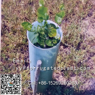 Recycled Corrugated Plastic Corflute Tree Guards/PP crrox tree guard