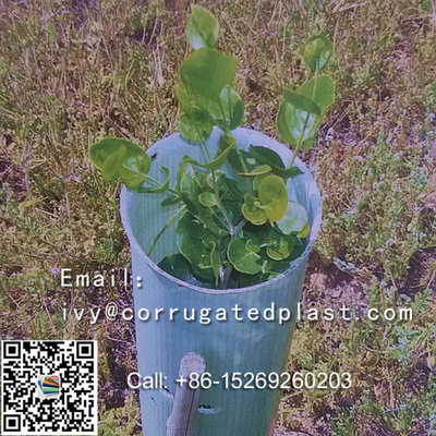 Recycled Corrugated Plastic Corflute Tree Guards/PP crrox tree guard