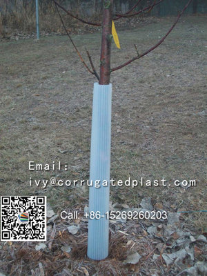 Polypropylene Plastic Corrugated Roll/Corflute Plastic Tree Guards