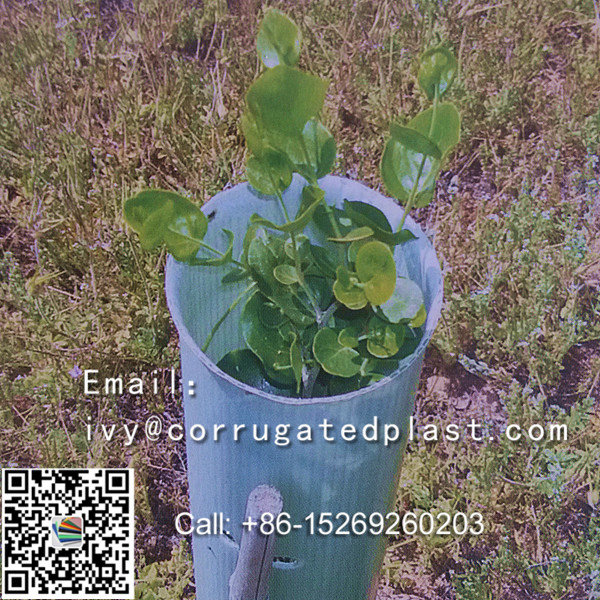 pp plastic tree guard/450mm corflute tree guard/Durable pp material fluted plastic tree guard