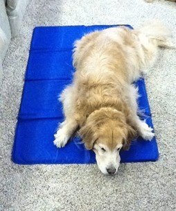 Truck Seat Comfortable Cool Gel Mattress Cat Cooling Pad Dog Cool Mat Summer Pet Cold Wrap Blue