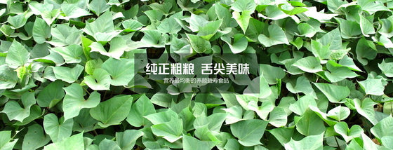 CHINA SWEET POTATO VERMICELLI CO.,LTD