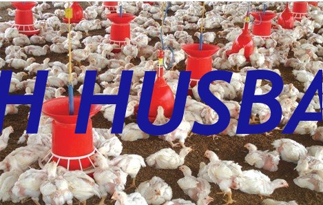 automatic poultry equipments of feeder